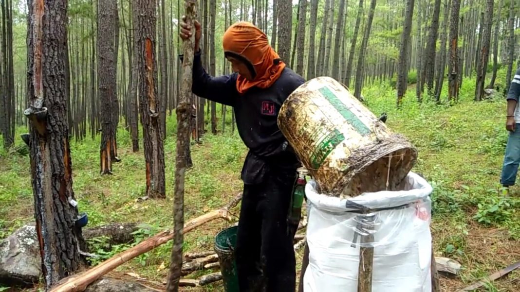 Nova Diminta Segera Cabut Ingub Tentang Penjualan Getah Pinus Keluar ...