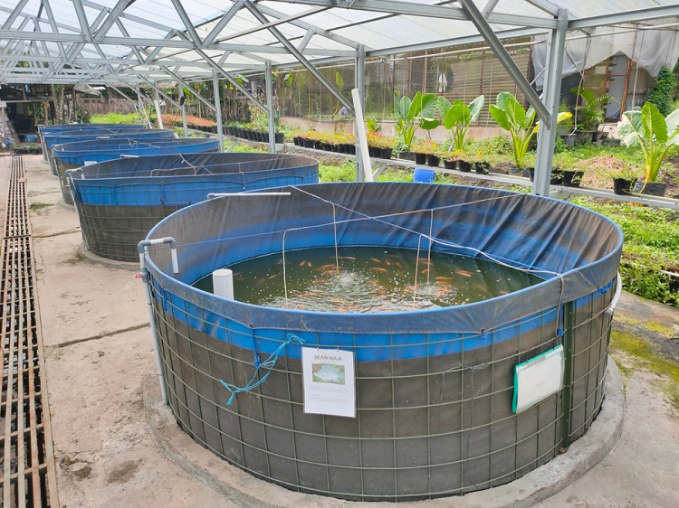 Keunggulan Sistem Bioflok, Budidaya Ikan Lele dan Nila yang ...