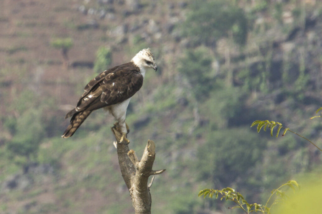 Mengenal Elang Flores, Raptor Lindung dari NTT - Nukilan