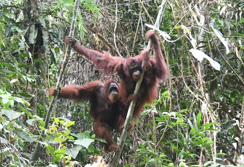 Studi Sebut Deforestasi Ancaman Serius Kehidupan Orangutan Kalimantan ...