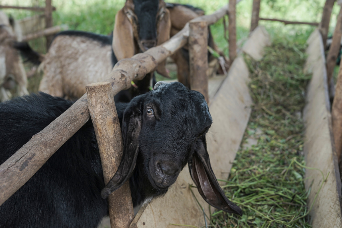 Mengenal 5 Jenis Kambing Kurban Unggulan yang Ada di Indonesia - Nukilan