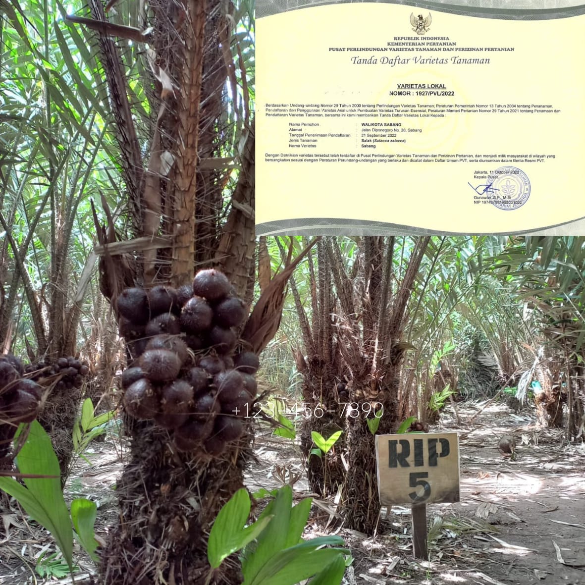 Kementan RI Resmi Keluarkan Tanda Daftar Varietas Salak Sabang - Nukilan