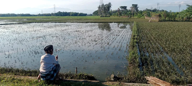 Terendam Banjir, Puluhan Hektare Sawah di Aceh Terancam Gagal Panen - Nukilan