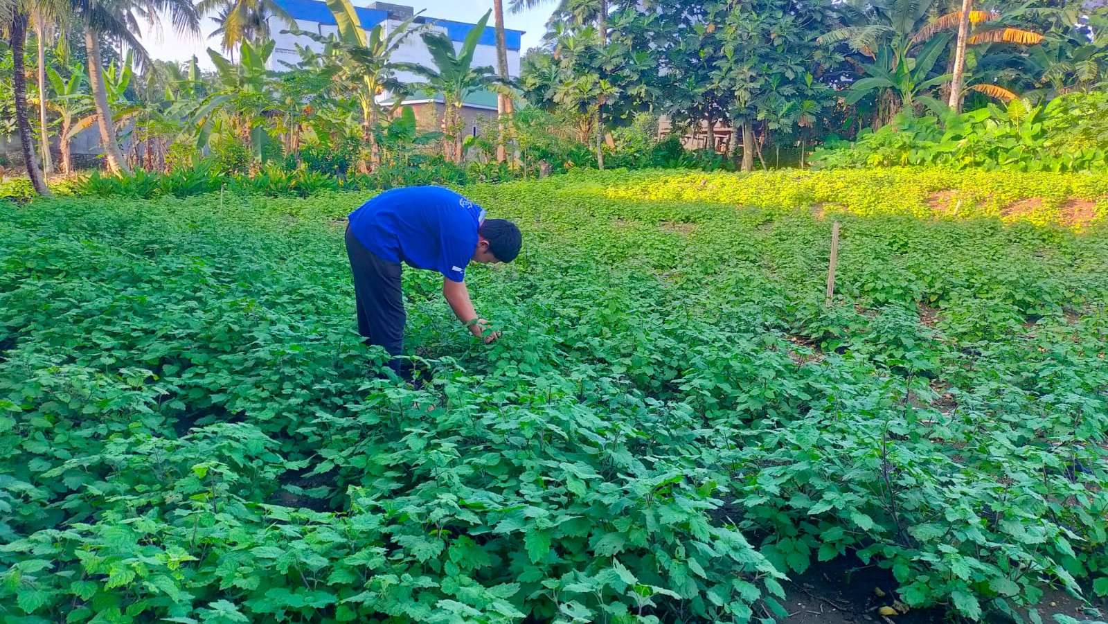 Nilam Aceh Diusulkan Jadi Standar Nasional Minyak Atsiri - Nukilan