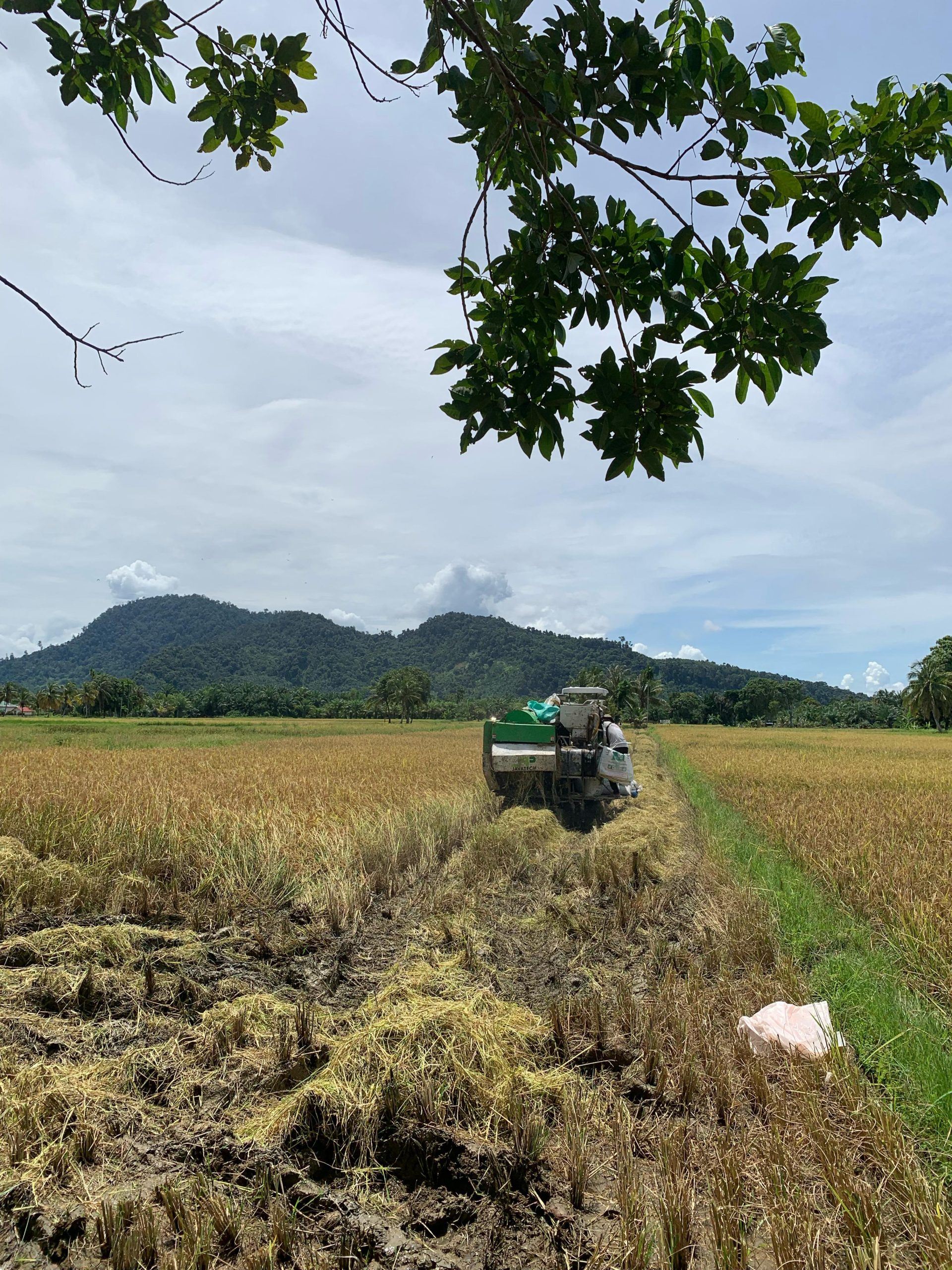 Musim Panen, Harga Gabah Kering di Kluet Timur Capai Rp6.400 per ...