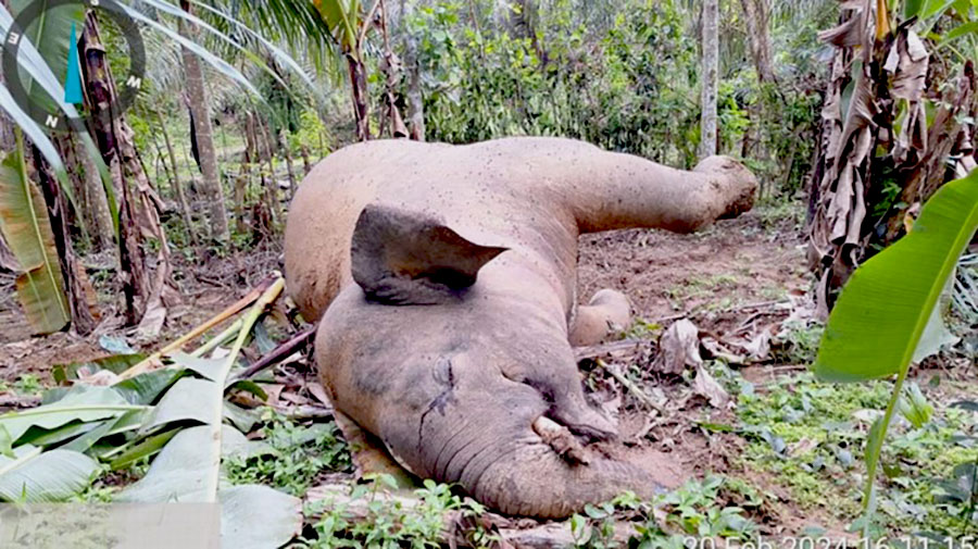 Tersengat Listrik, Gajah Sumatera Ditemukan Mati di Area Persawahan Aceh Jaya - Nukilan
